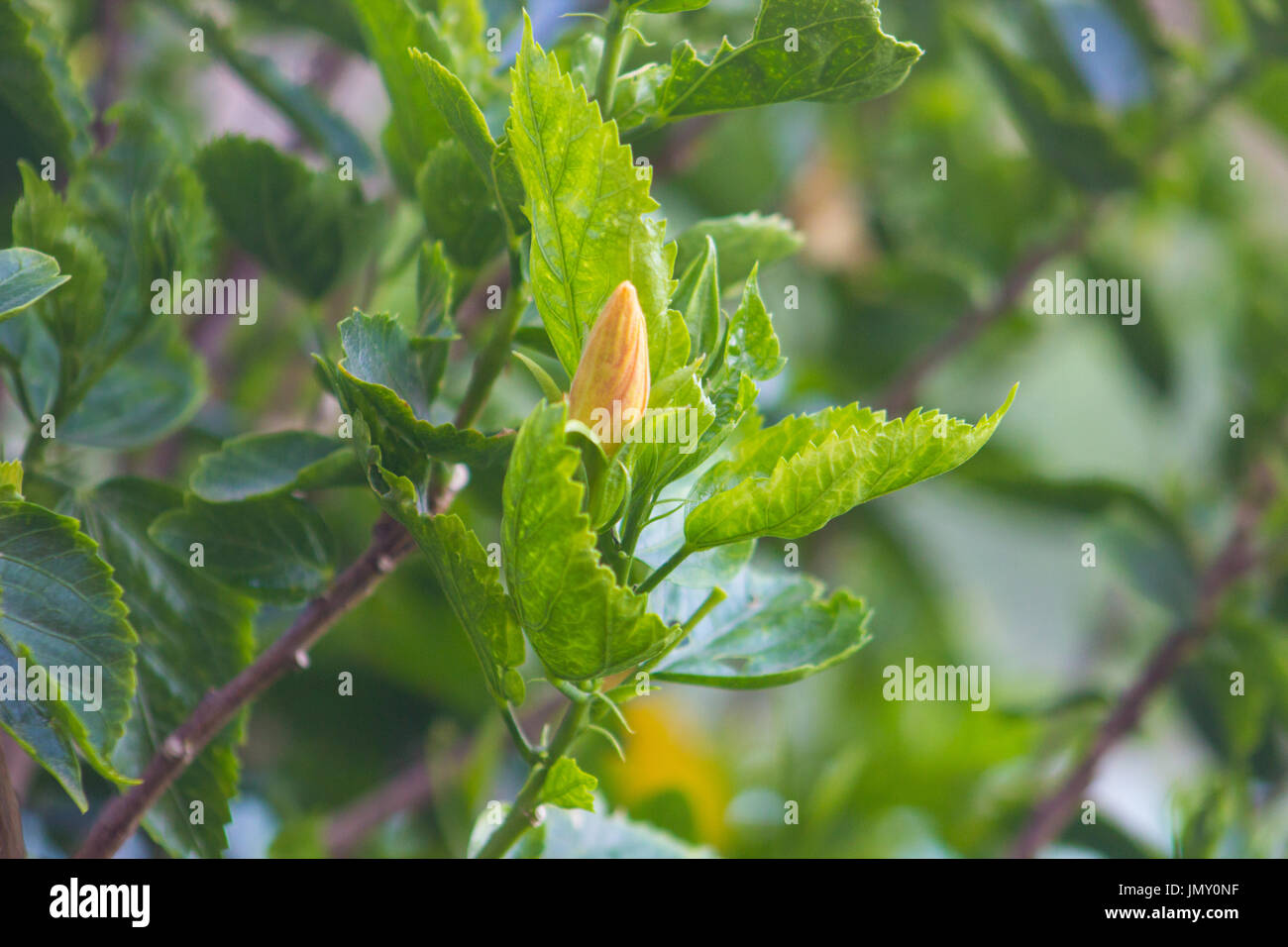 Beautiful Spring Flowers Blooming under the Sun, Different Types of ...
