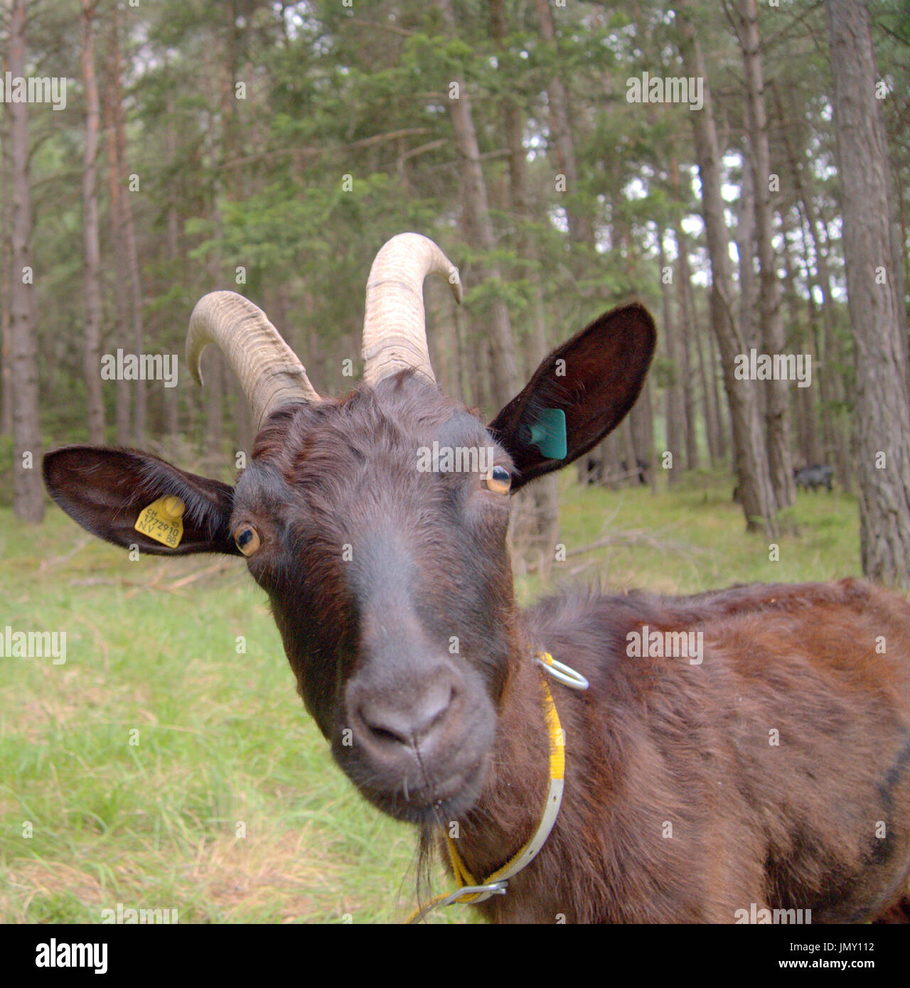 Nosy goat hi-res stock photography and images - Alamy