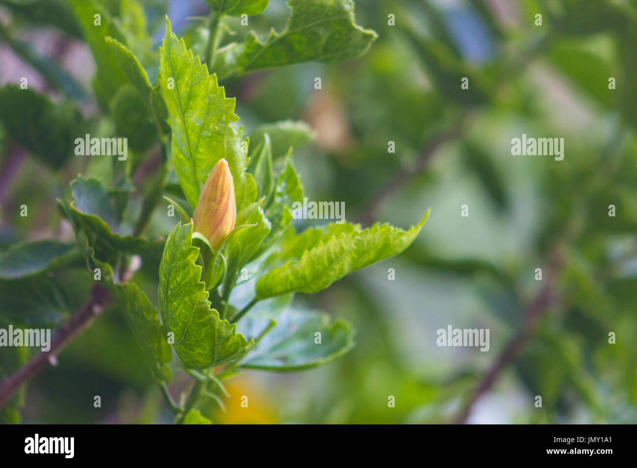 Beautiful Spring Flowers Blooming under the Sun, Different Types of ...