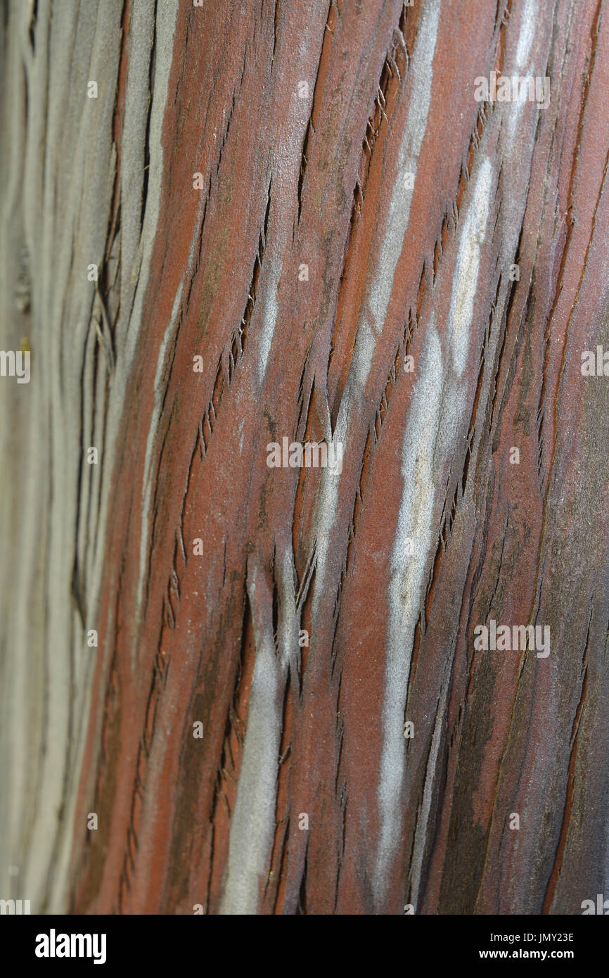 The bark of a Santa Cruz Island Ironwood, Lyonothamnus floribundus ssp ...