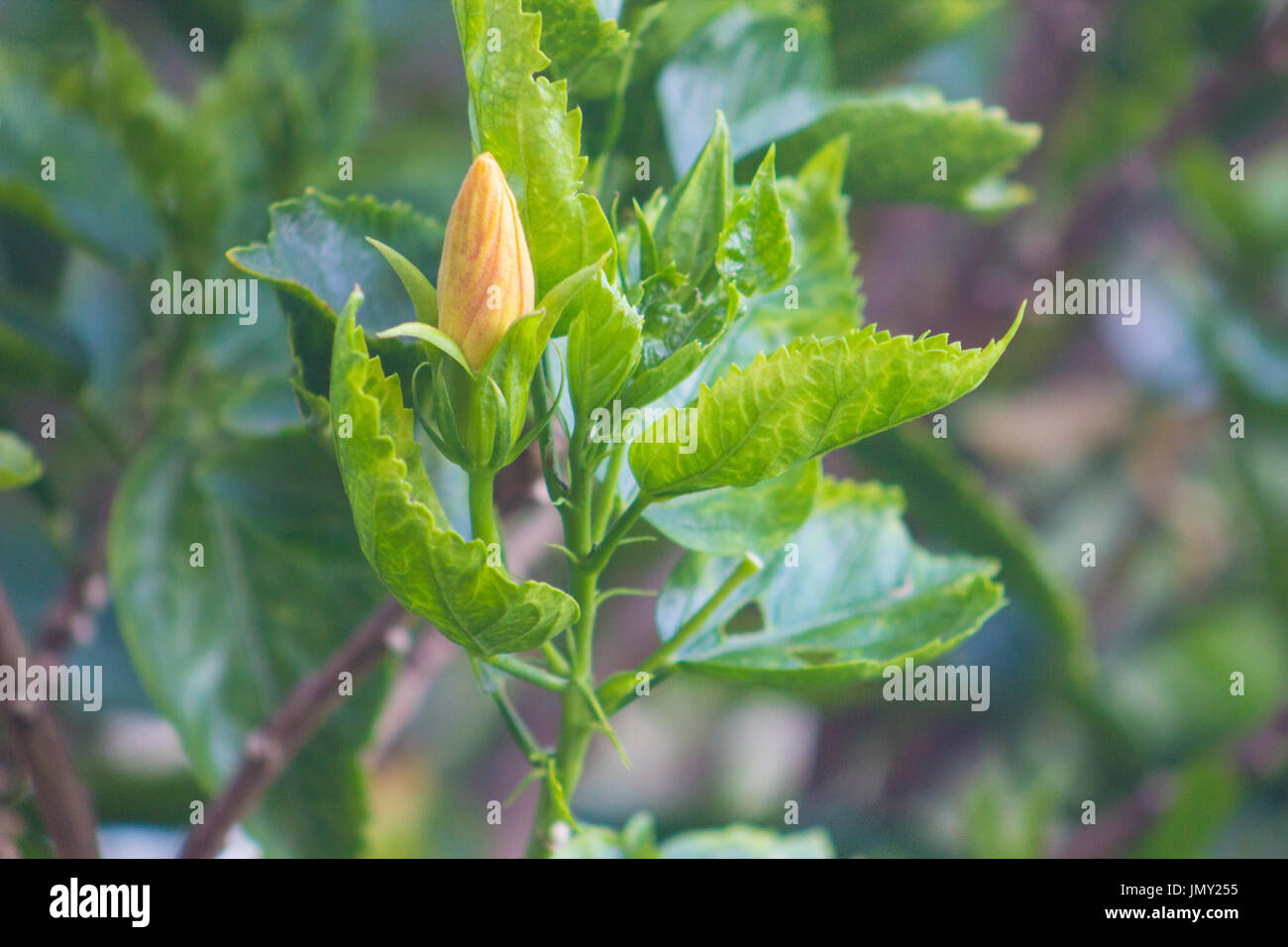 Beautiful Spring Flowers Blooming under the Sun, Different Types of ...