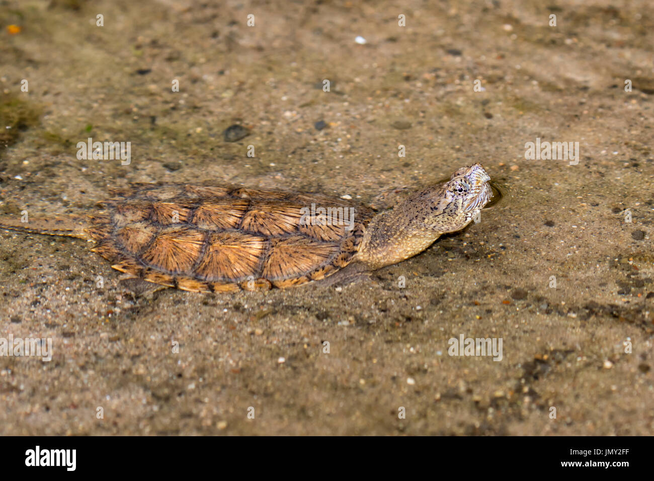 Juvenile common snapping turtle (Chelydra serpentine) is trying to dig ...