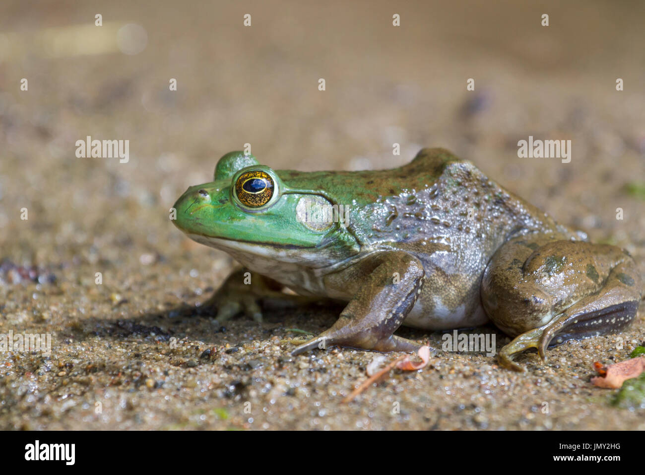 The largest of all North American frogs, American bullfrog (Lithobates ...