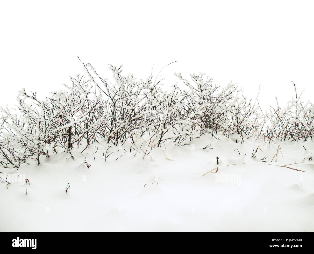 Winter background: snowy bush isolated on white Stock Photo - Alamy