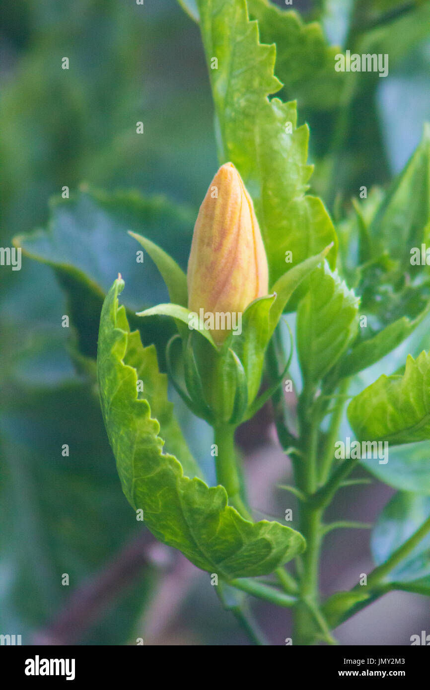 Beautiful Spring Flowers Blooming under the Sun, Different Types of ...