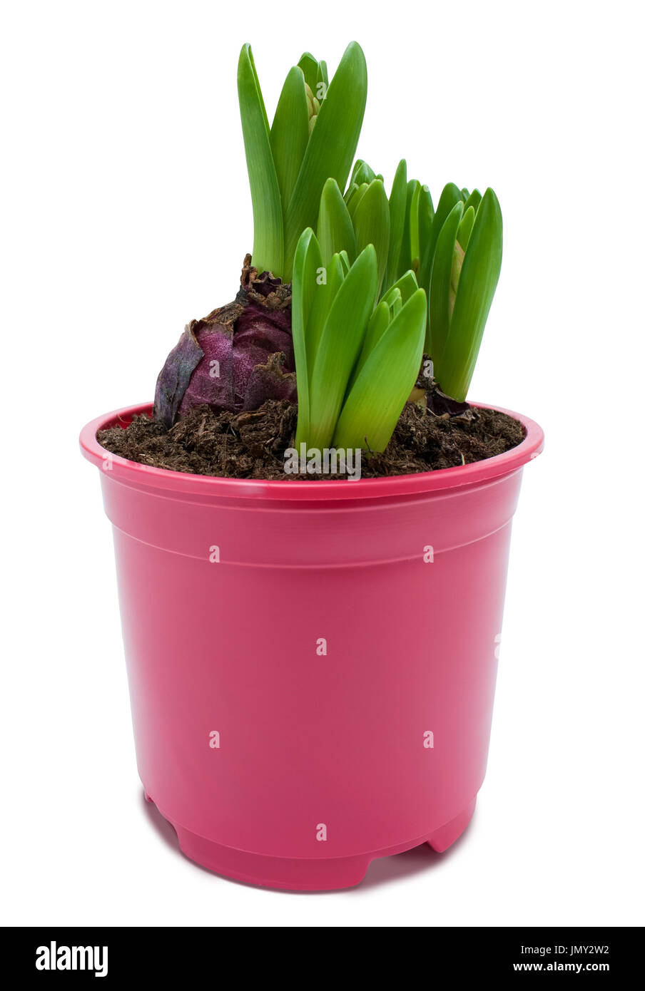 Hyacinth sprouts in pink pot, isolated over white with clipping path ...