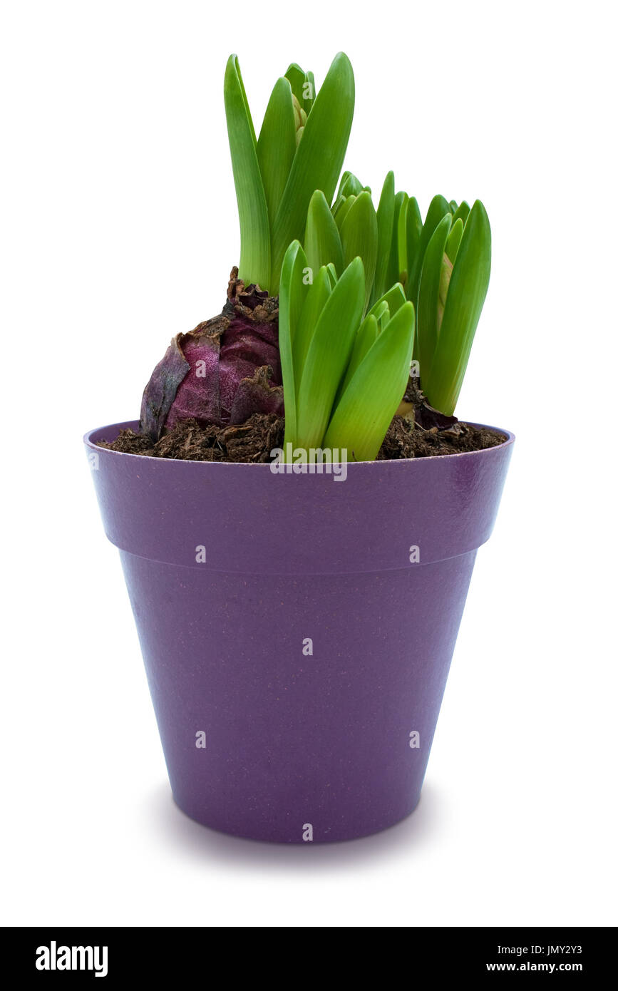 Hyacinth sprouts in violet pot, isolated over white with clipping path ...