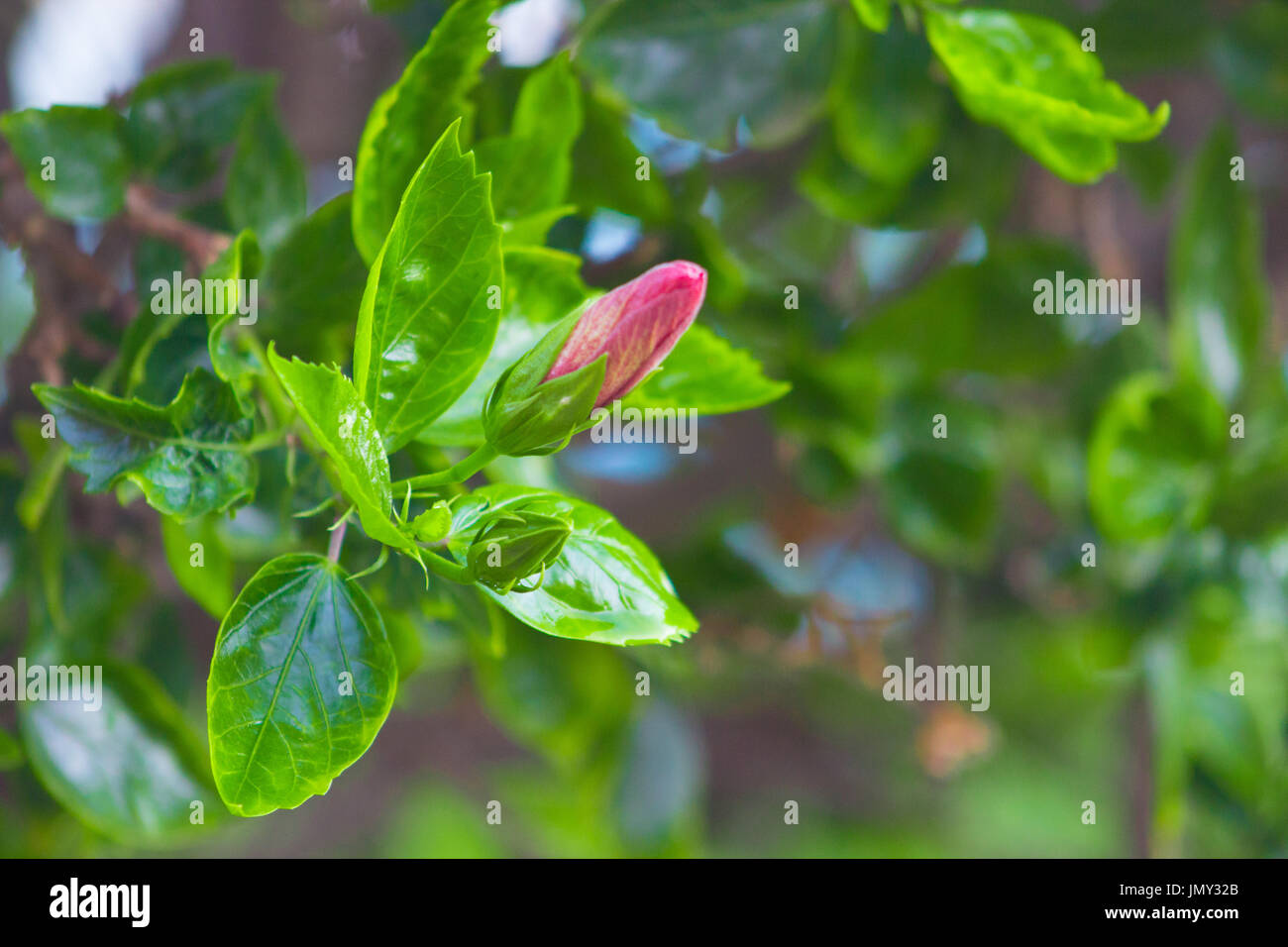 Beautiful Spring Flowers Blooming under the Sun, Different Types of ...