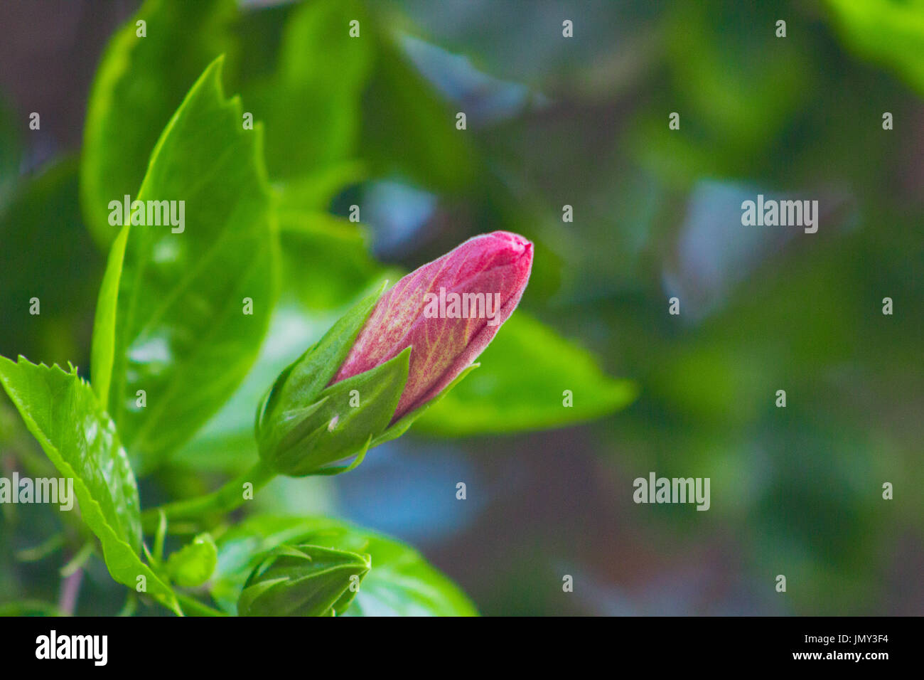 Beautiful Spring Flowers Blooming under the Sun, Different Types of ...