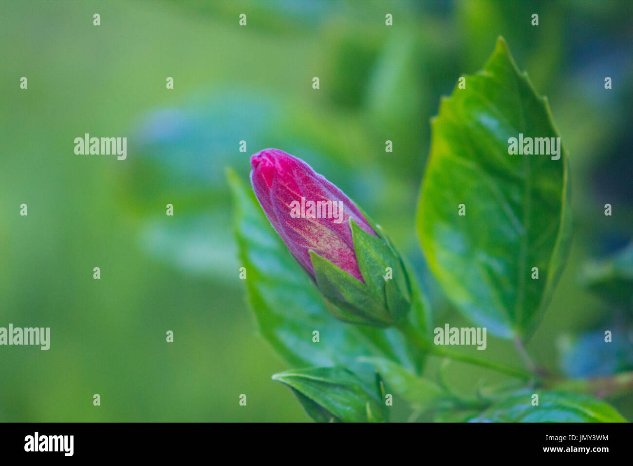 Beautiful Spring Flowers Blooming under the Sun, Different Types of ...