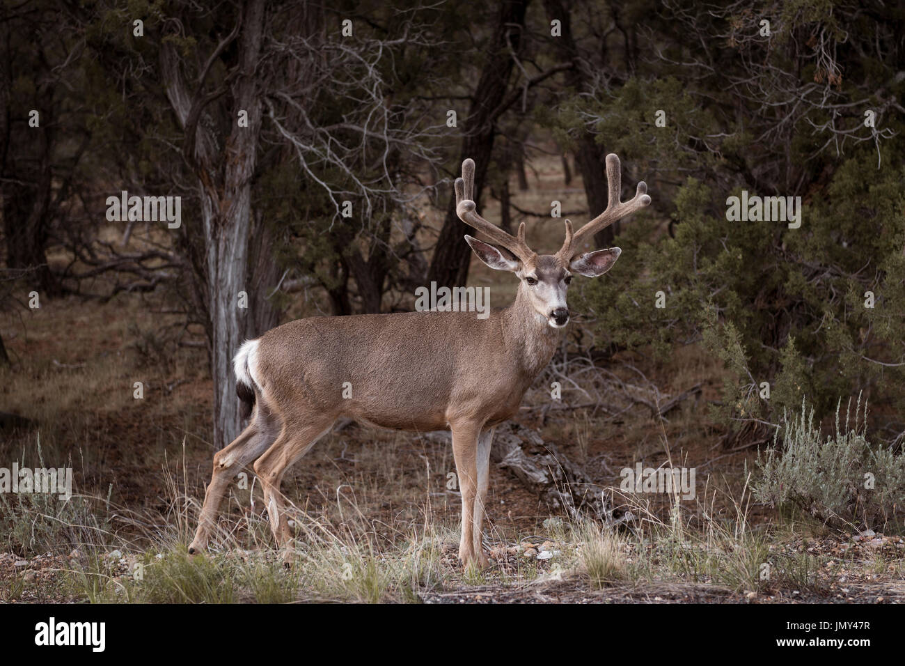 Mule Deer in the Grand Canyon National Park, Arizona, USA Stock Photo ...