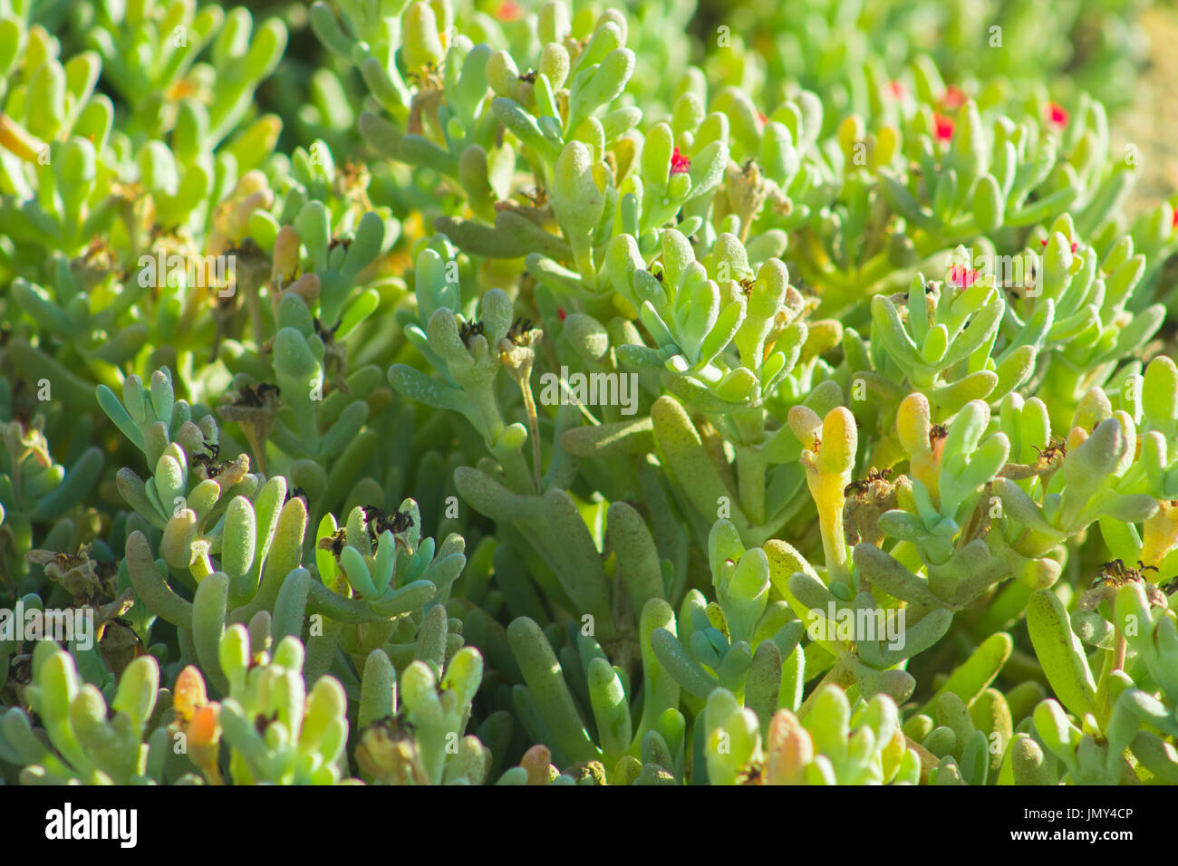 Beautiful Spring Flowers Blooming under the Sun, Different Types of ...
