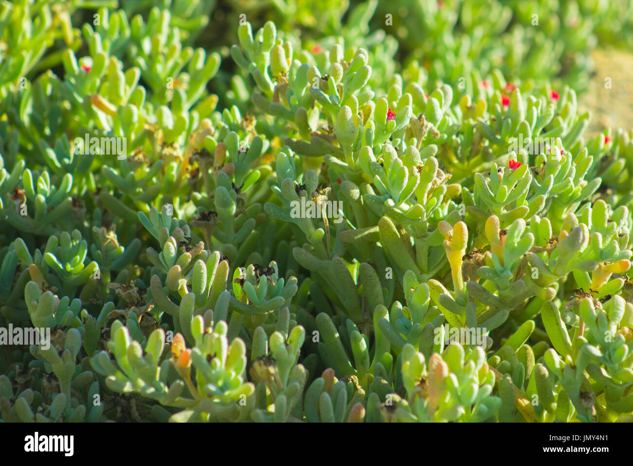 Beautiful Spring Flowers Blooming under the Sun, Different Types of ...