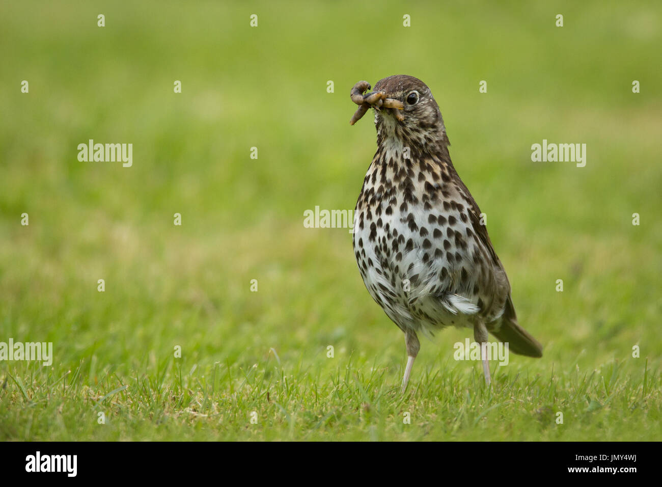 Speckled thrush hi-res stock photography and images - Alamy
