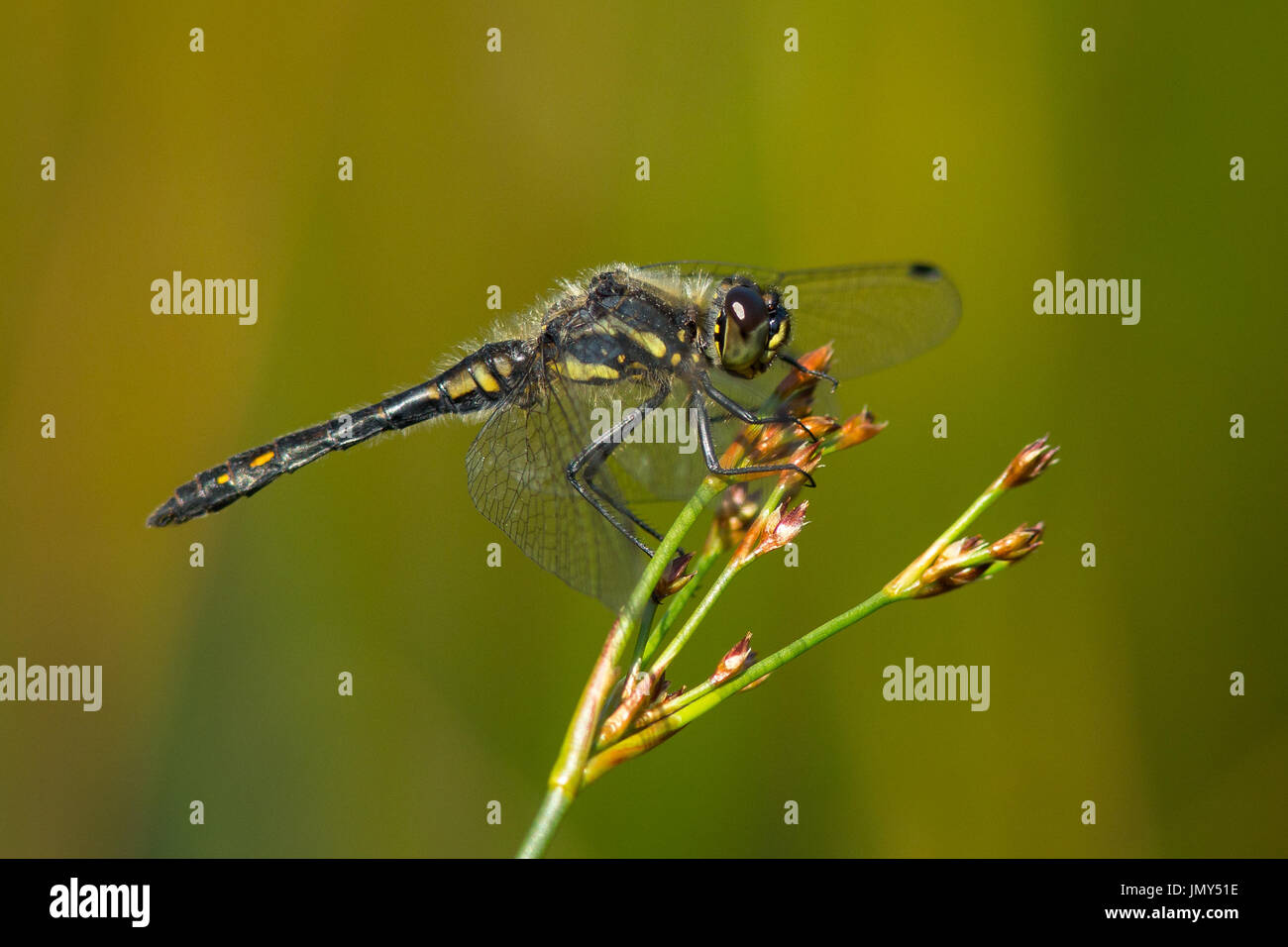 A black darter dragonfly with wings outstretched relaxes on the head of ...