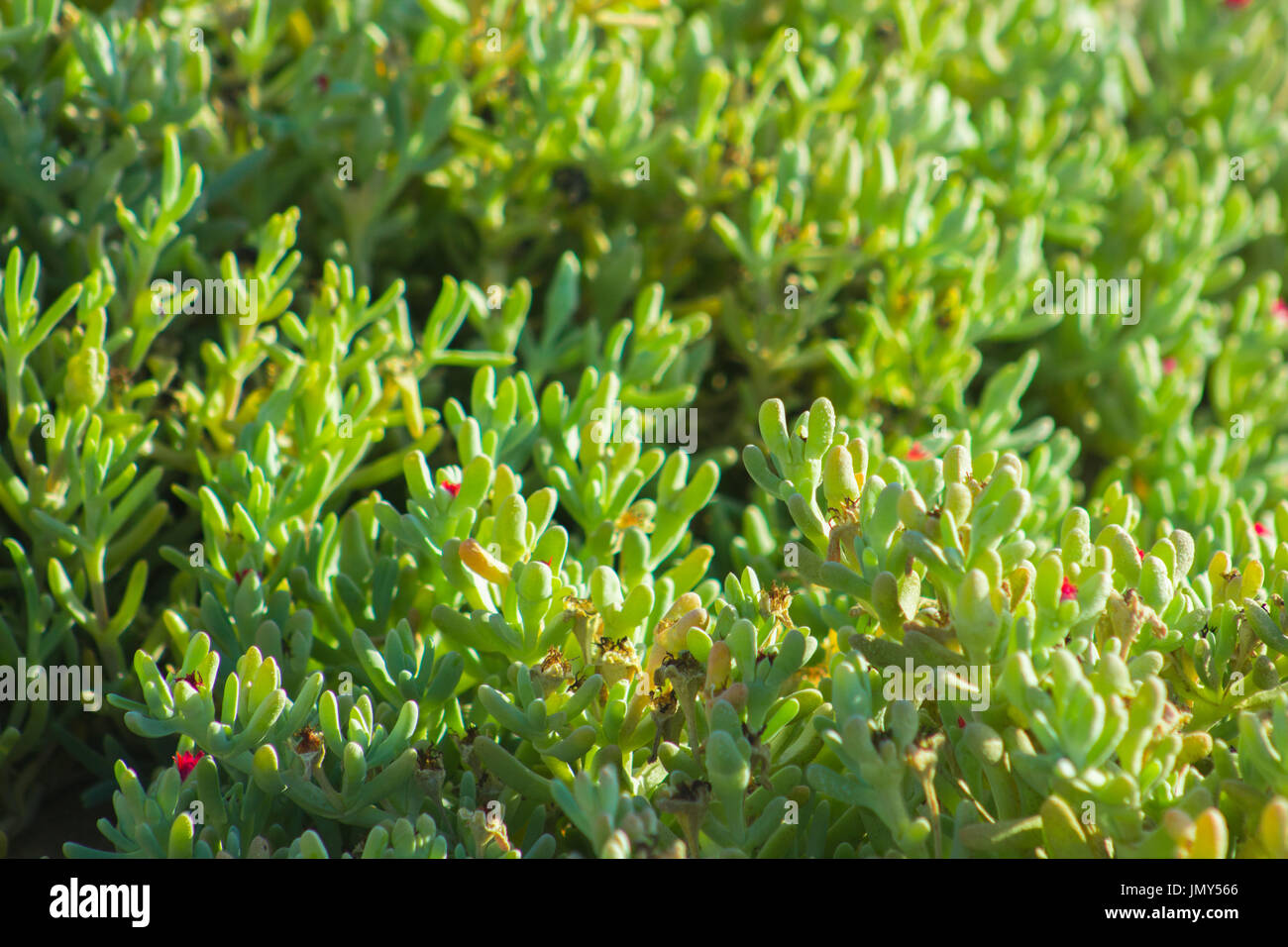 Beautiful Spring Flowers Blooming under the Sun, Different Types of ...