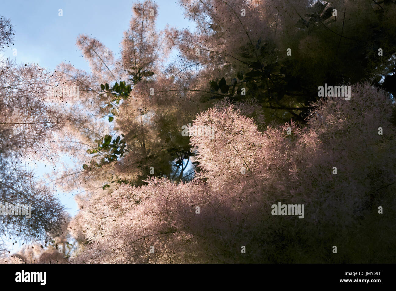 Smoke tree cotinus coggygria inflorescence hi-res stock photography and ...