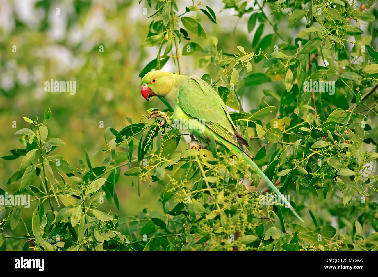Indian Ring-necked Parakeet, female, Keoladeo Ghana national park ...