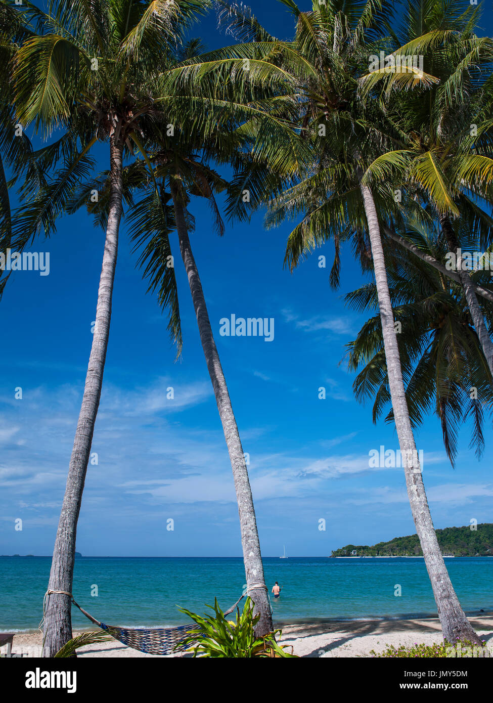 Coconut trees under blue sky hi-res stock photography and images - Alamy