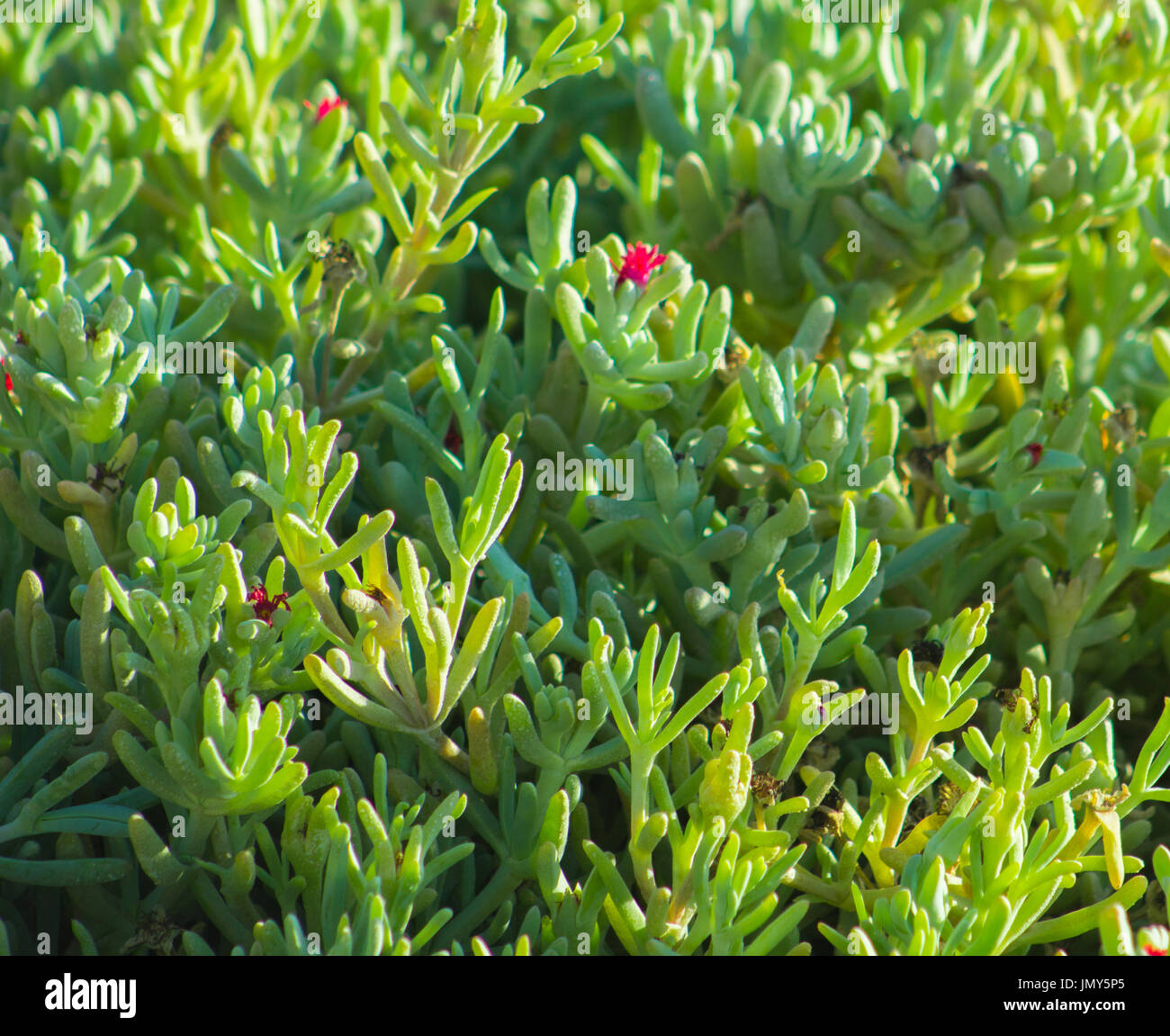 Beautiful Spring Flowers Blooming under the Sun, Different Types of ...