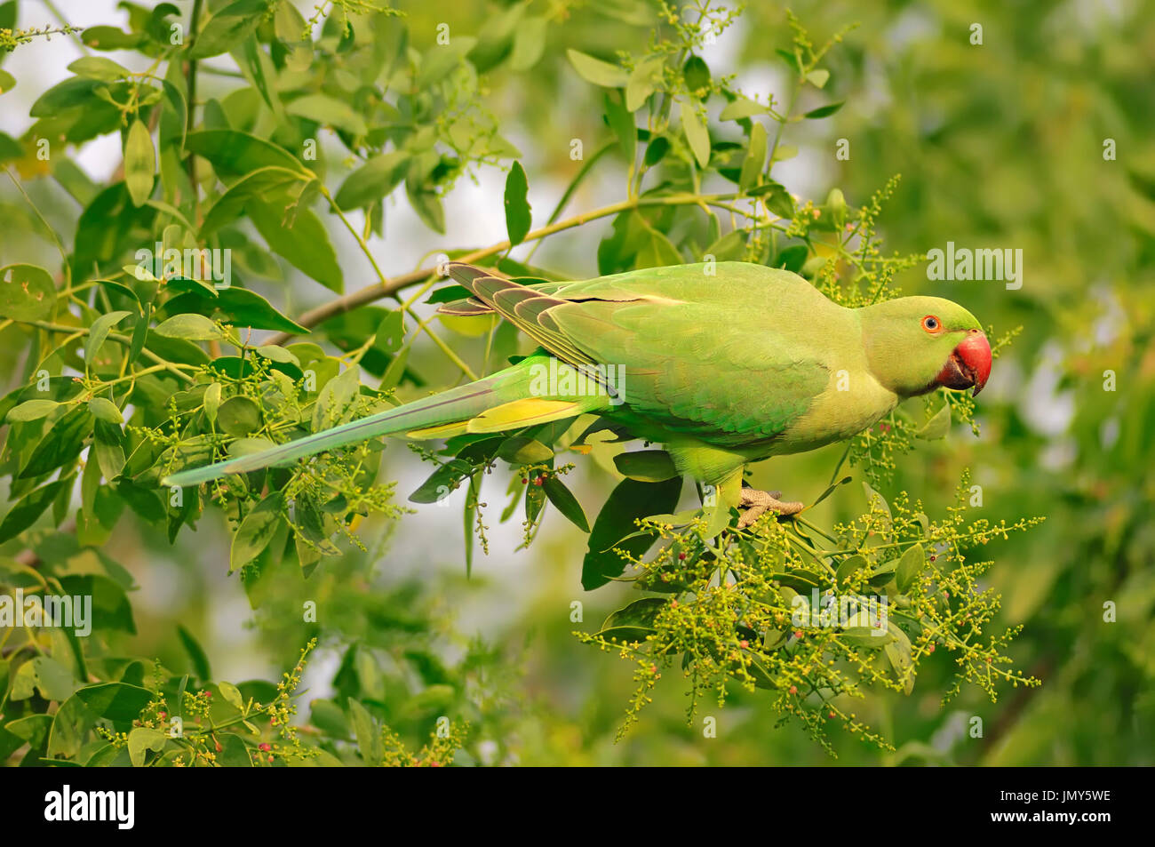 Indian ringed parrot female hi-res stock photography and images - Alamy