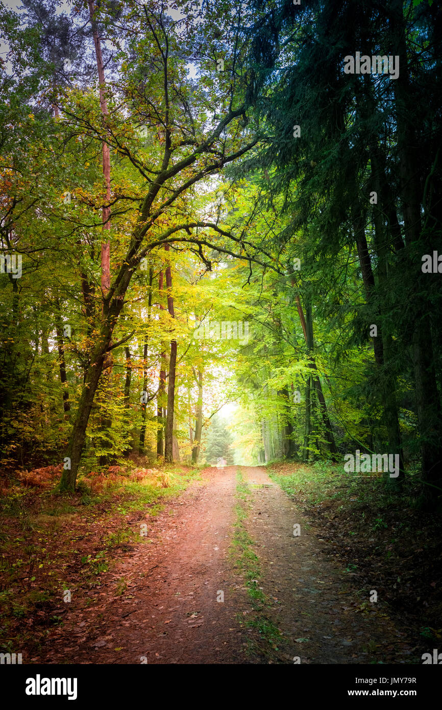 Amazing path in the forest in Poland Stock Photo - Alamy
