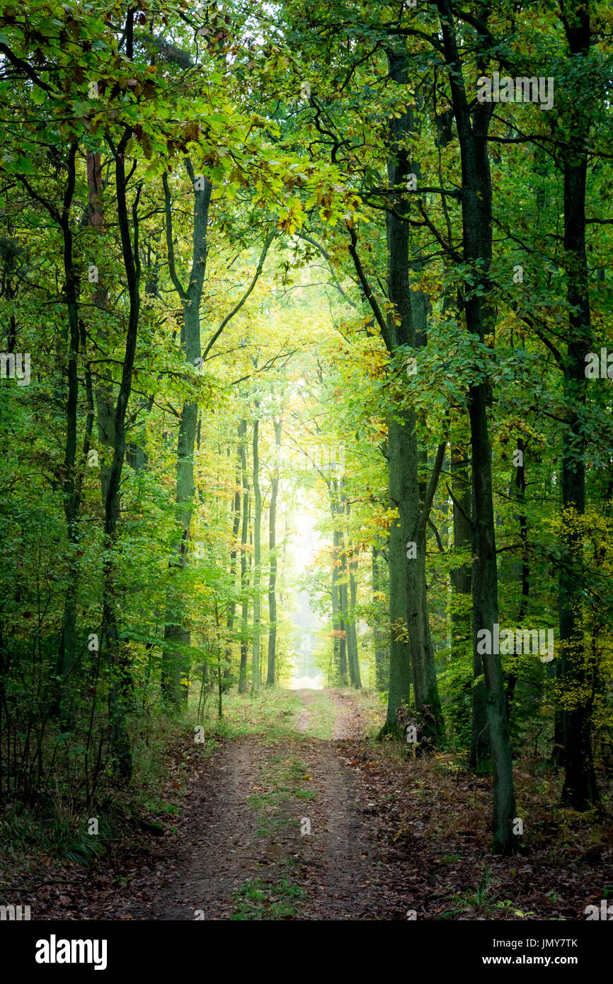 Gold and green forest in the fall in Europe Stock Photo - Alamy