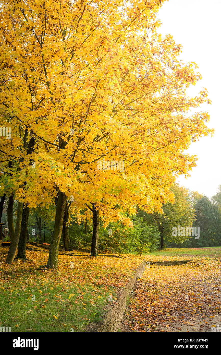 Colorful forest in the autumn in Europe Stock Photo - Alamy