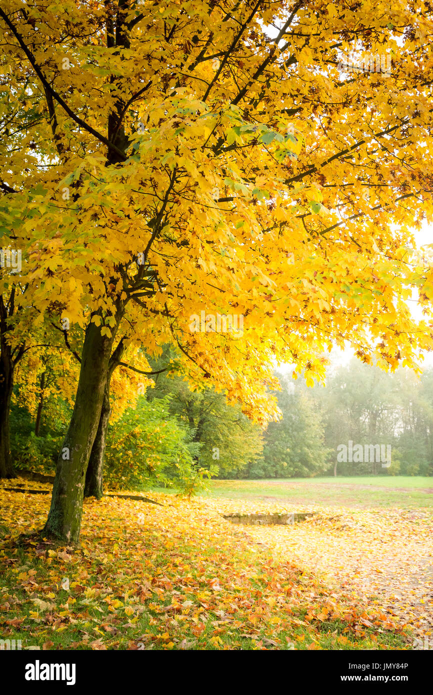 Gold and green forest in the autumn in Europe Stock Photo - Alamy