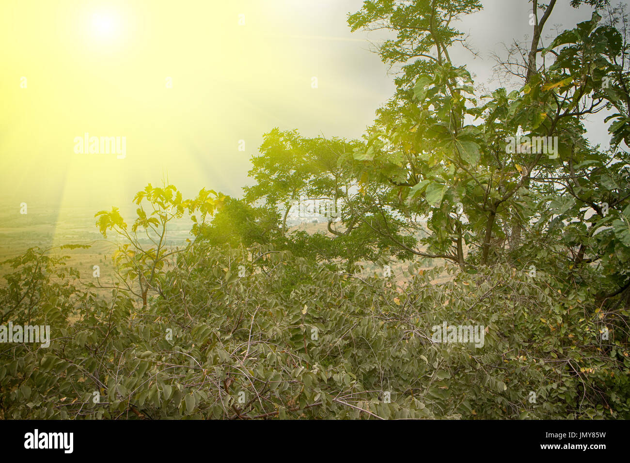 Piercing rays of sun. Tropical southern sun. Bush on Deccan plateau, on ...
