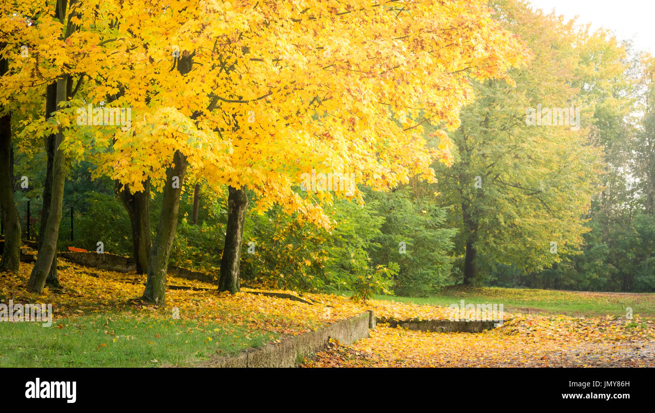 Colorful path in the forest in Poland Stock Photo - Alamy