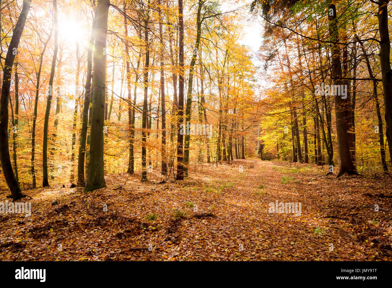 Colorful forest in the fall in Europe Stock Photo - Alamy