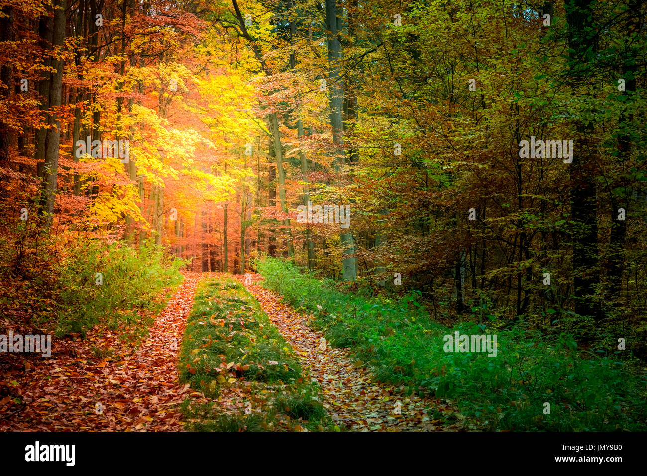 Wonderful forest in the fall in Europe Stock Photo - Alamy