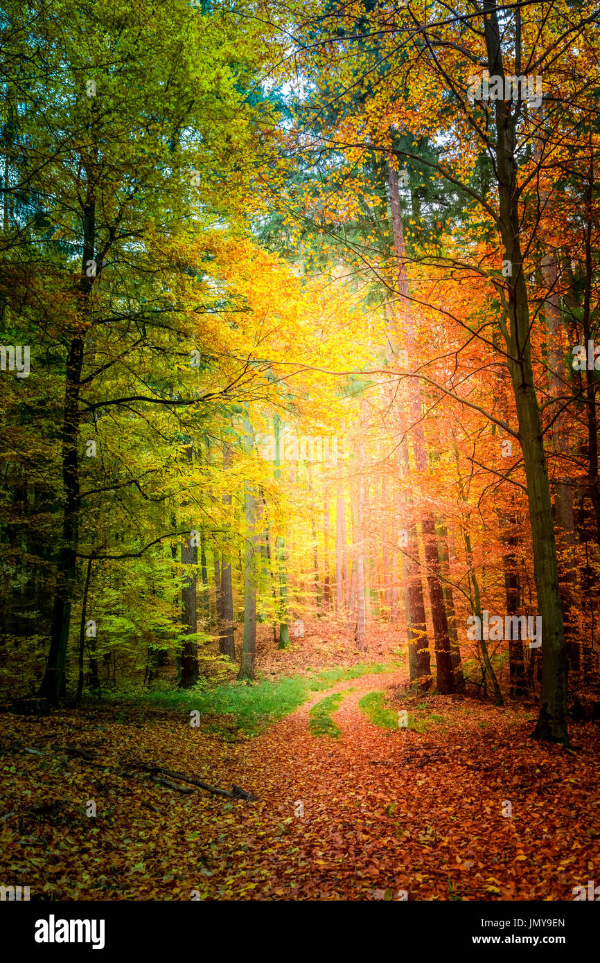 Amazing path in the forest in Europe Stock Photo - Alamy