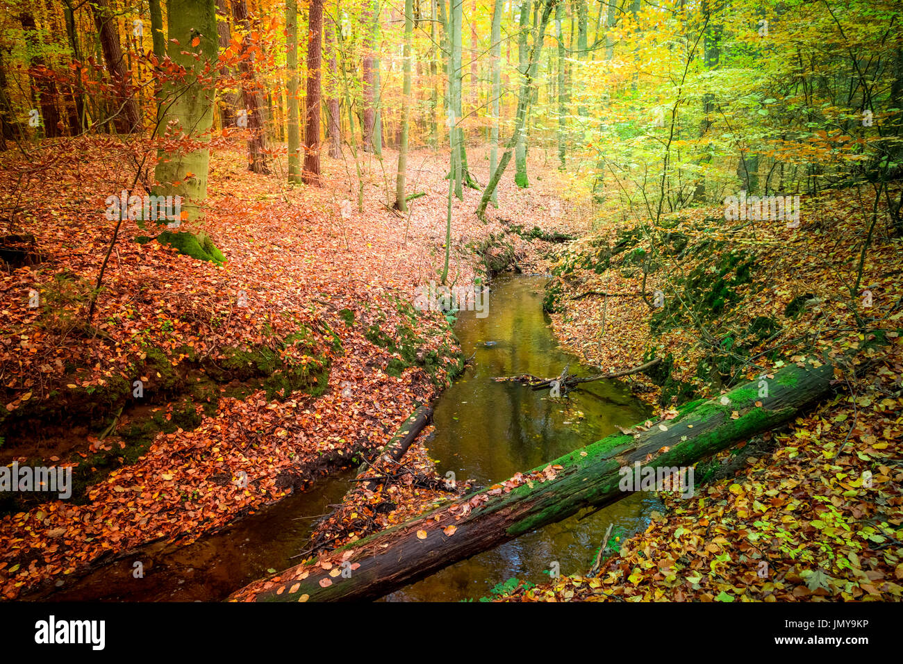 Beautiful forest in the autumn in Europe Stock Photo - Alamy