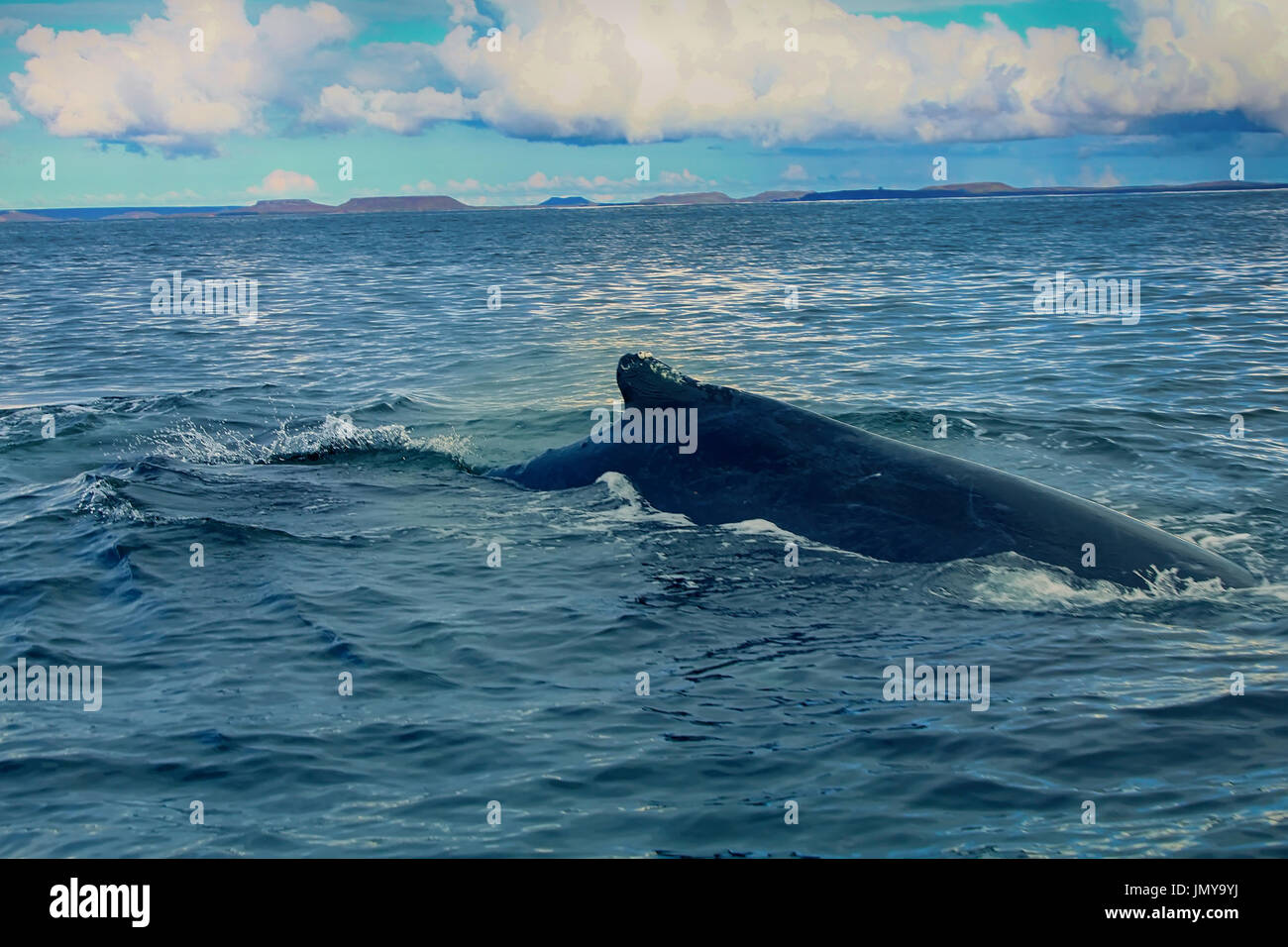 Baleen Whale Eating Stock Photos & Baleen Whale Eating Stock Images - Alamy