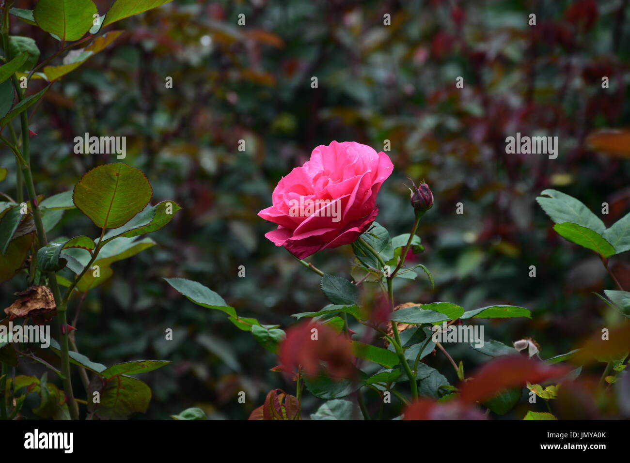 True Symbols of Love Trust and Rose Stock Photo - Alamy