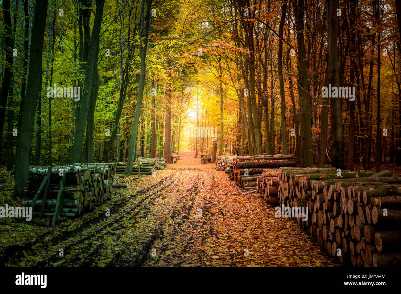 Colorful path in the forest in Europe Stock Photo - Alamy