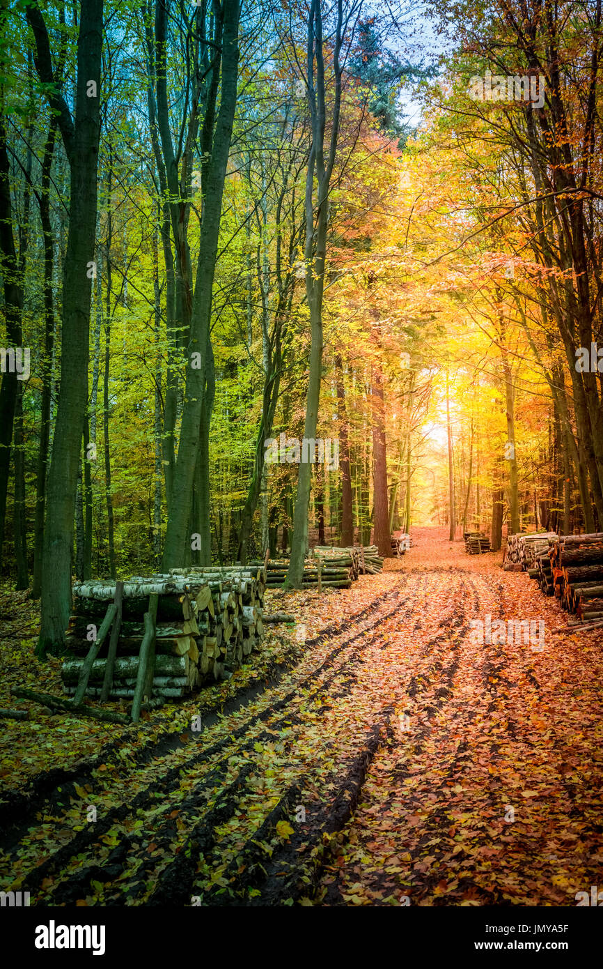 Breathtaking forest in the fall in Europe Stock Photo - Alamy