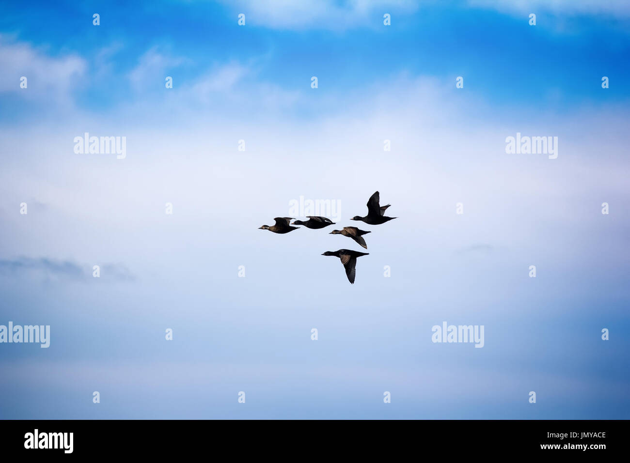 Common scoter flight hi-res stock photography and images - Alamy