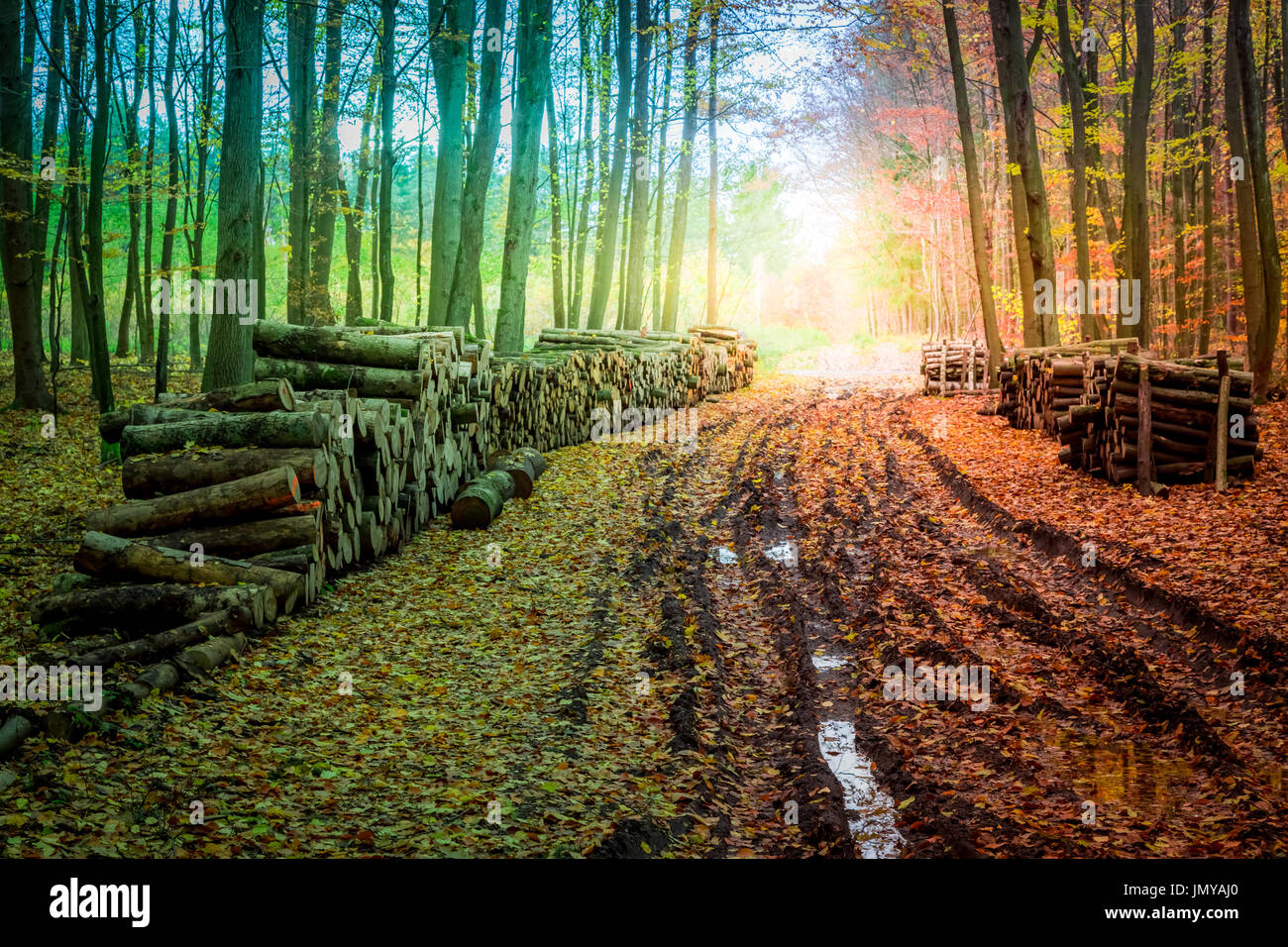 Breathtaking forest in the fall in Poland Stock Photo - Alamy