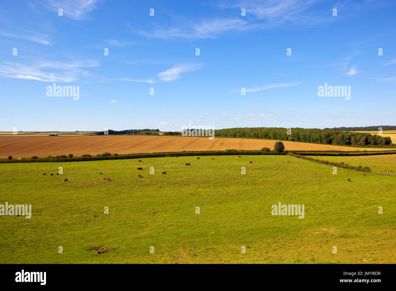 a traditional summer english landscape with woodland and patchwork ...