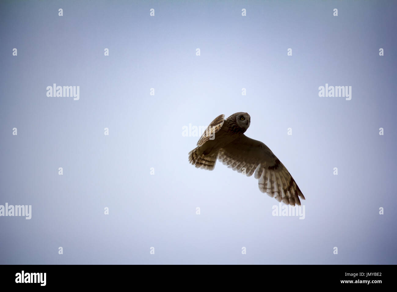 Nocturnal birds of prey. Short-eared owl (marsh owl, Asio flammeus) flies over nest, looking ...