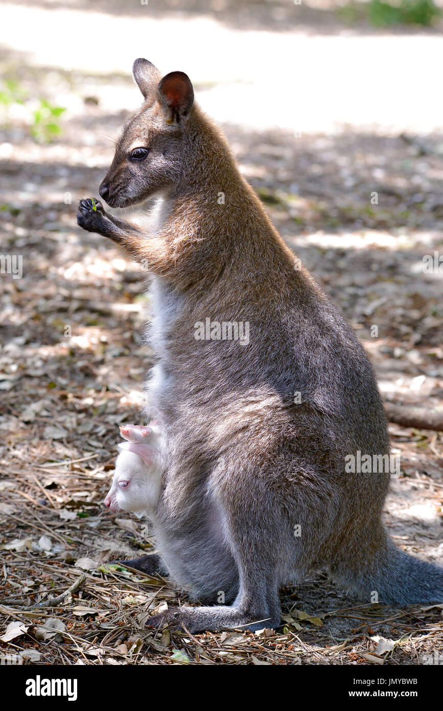 Little pouch hi-res stock photography and images - Alamy