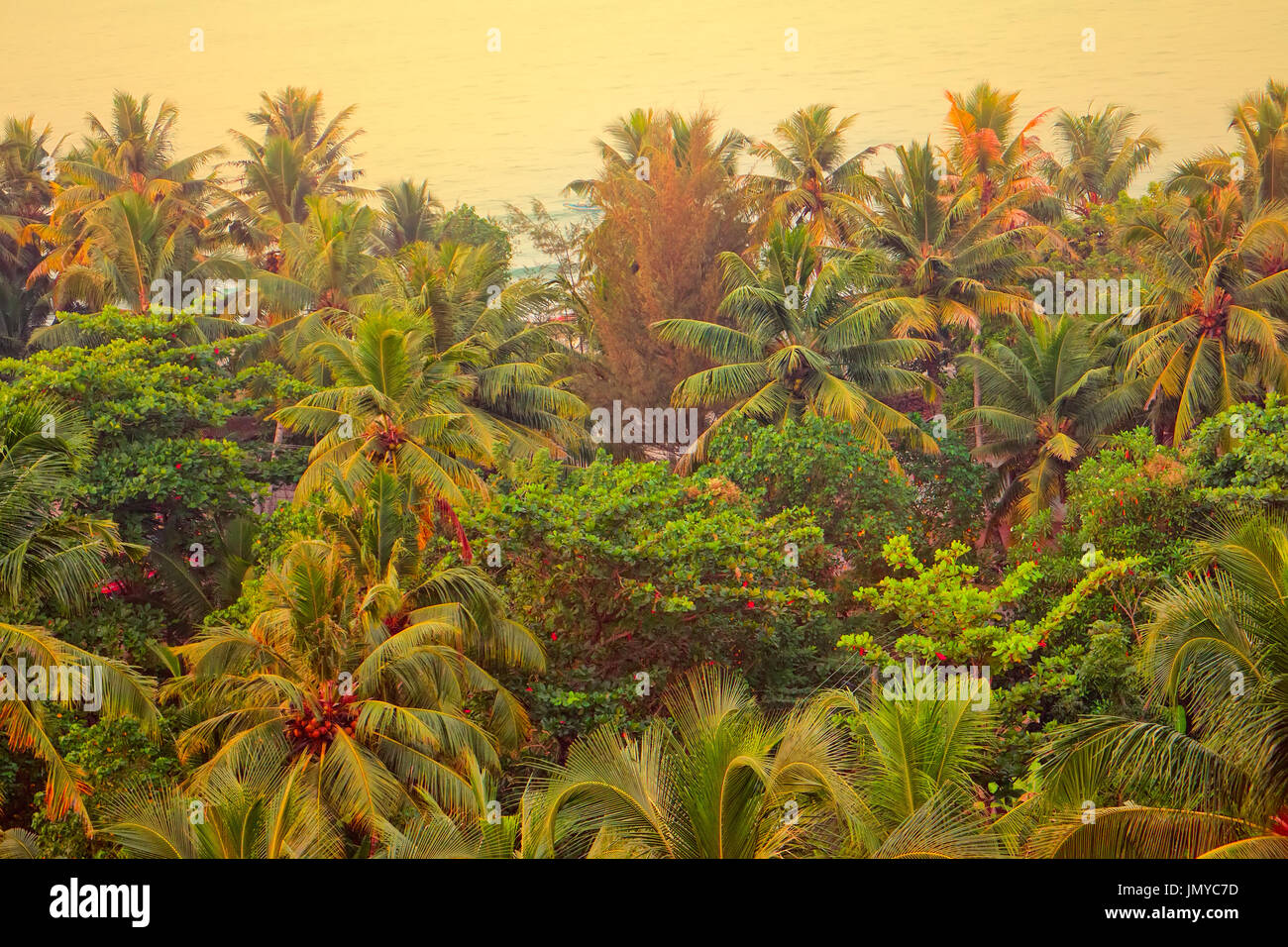 Coconut palm tree with ripe nuts, end of December, Kerala Stock Photo ...