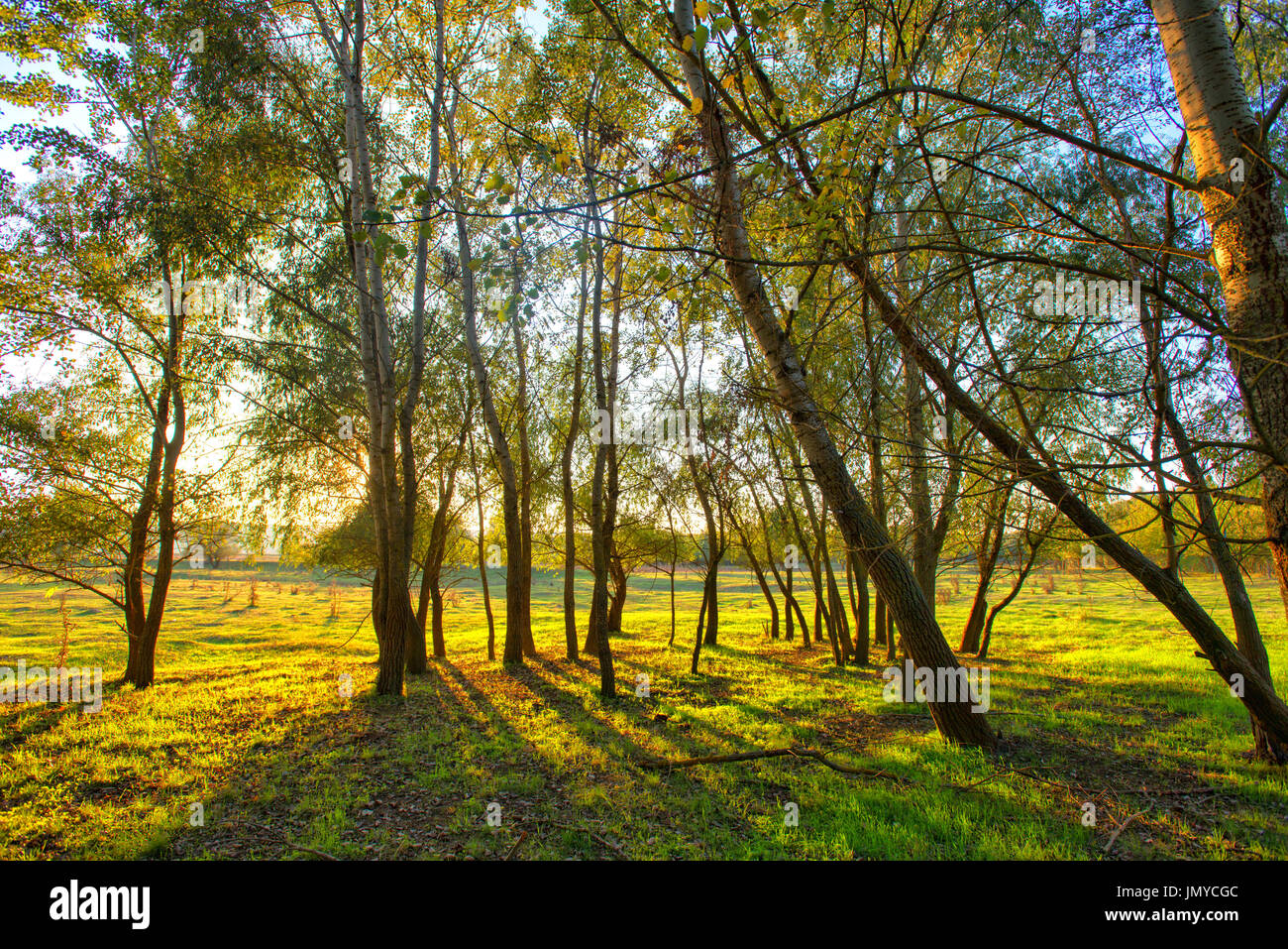 Morning environment hi-res stock photography and images - Alamy