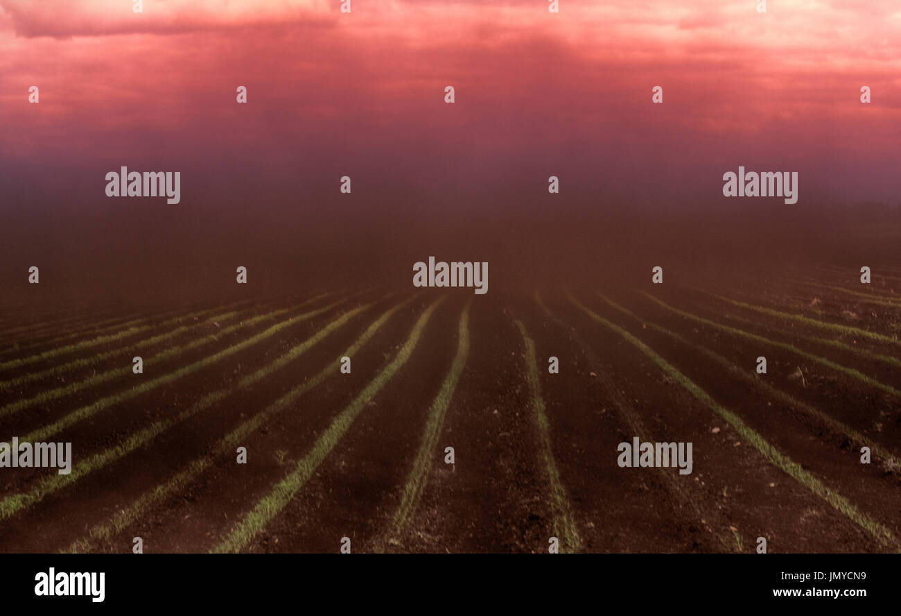 Black Blizzard ( dust devil. dust whirl) on agricultural lands. Loss of ...
