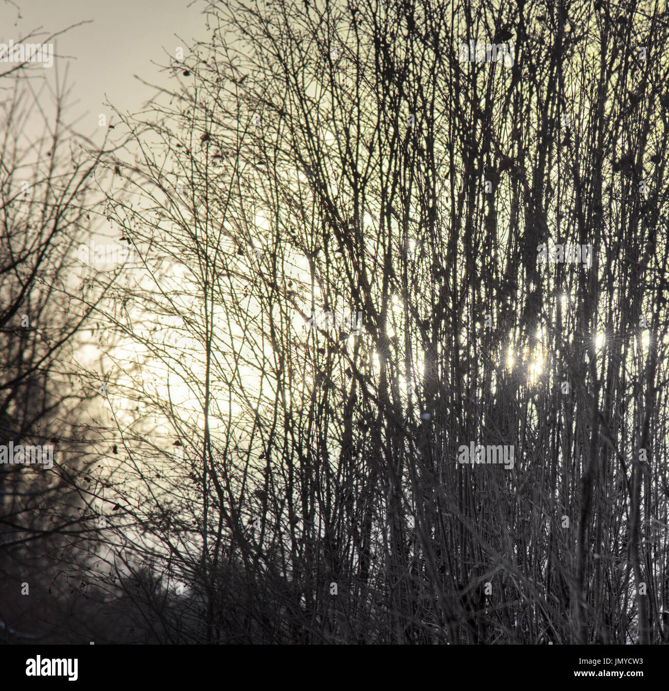 landscape dark atmosphere. dark forest autumn weather Stock Photo - Alamy