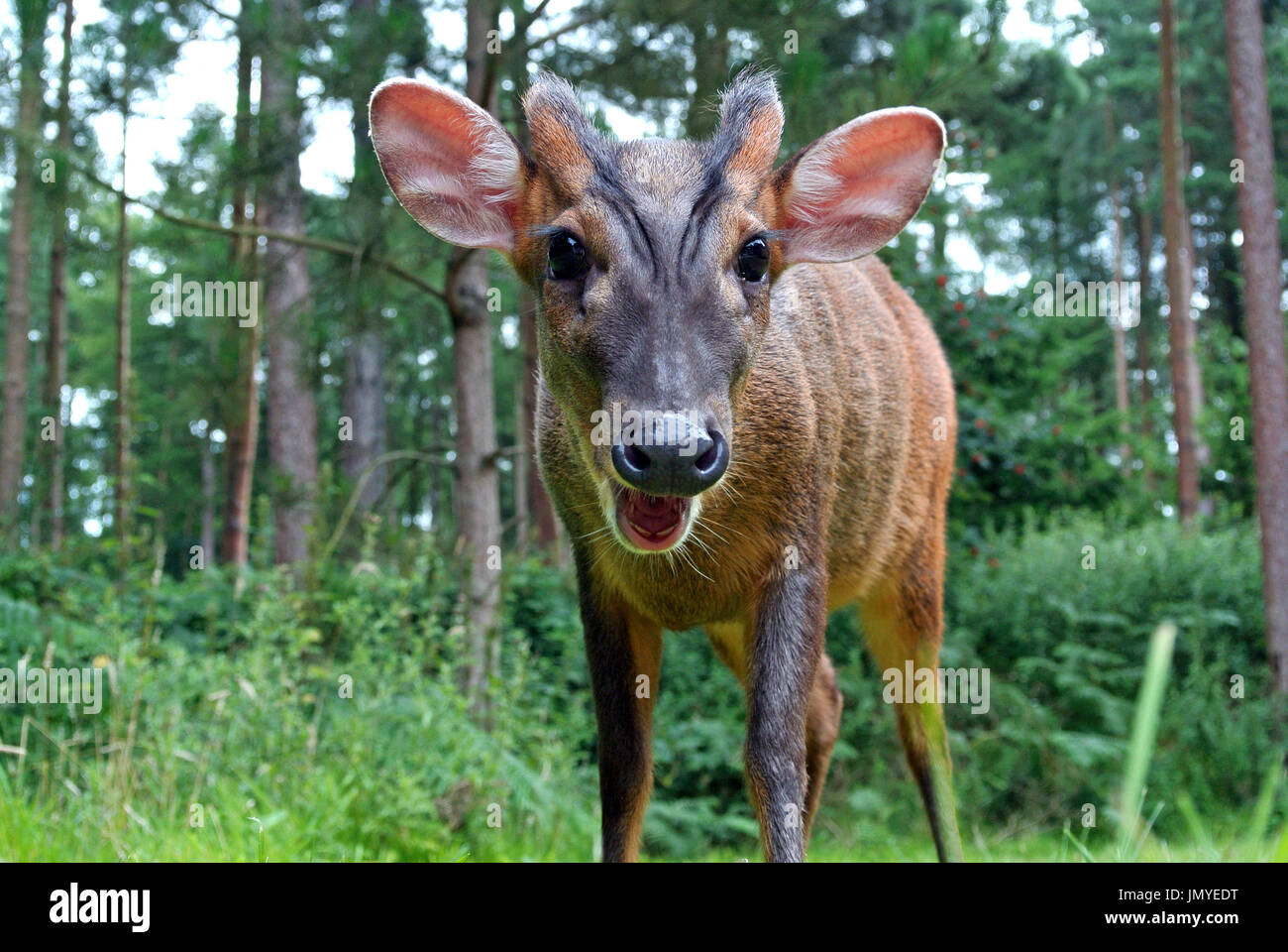 Reeve's Muntjac Deer pictured in Elveden Forest, Suffolk Stock Photo ...