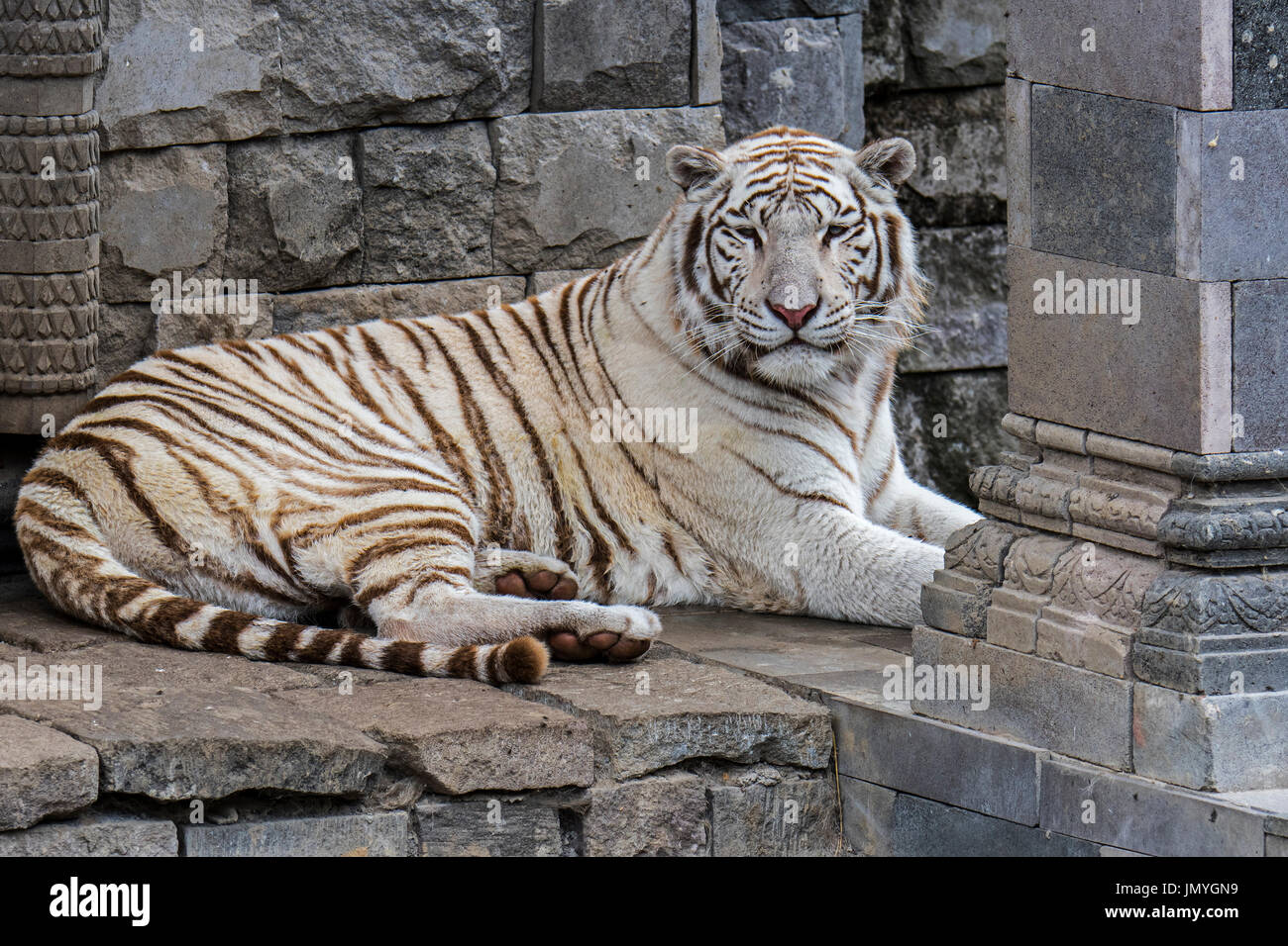 White tiger / bleached tiger (Panthera tigris) pigmentation variant of ...
